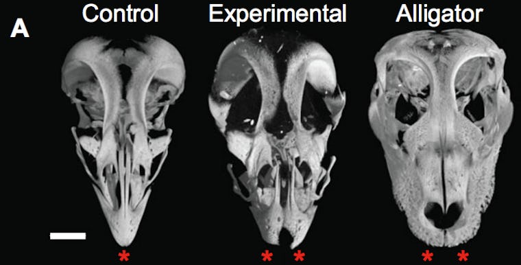 Scientists Are Reverse Engineering a Dinosaur From a Chicken
