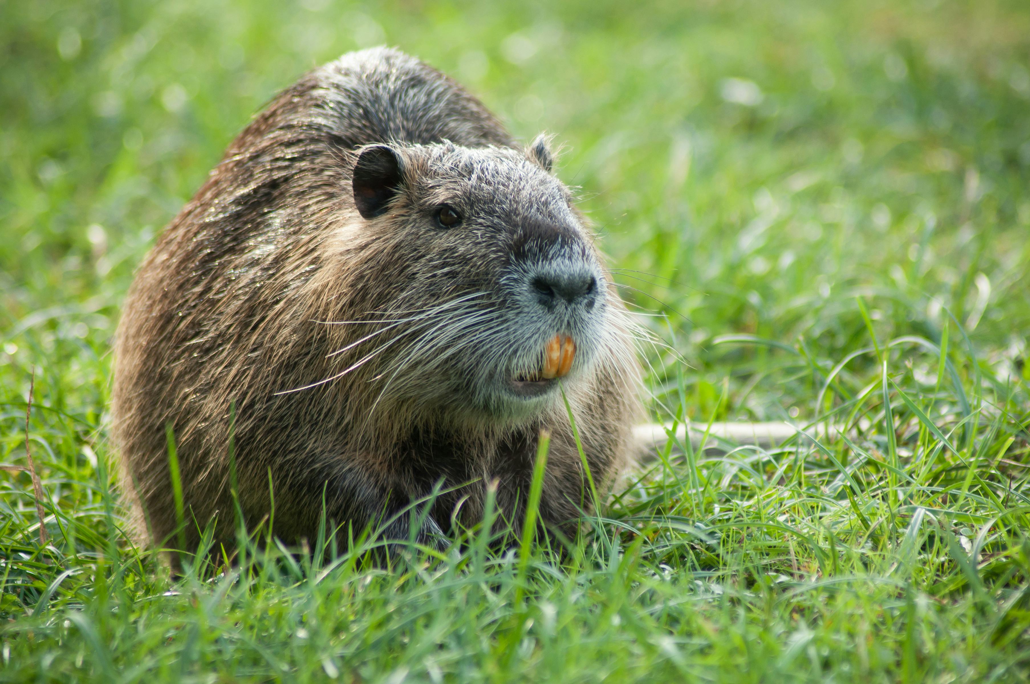 9 truly bizarre ways to stop nutria, the 20-pound rodents eating California