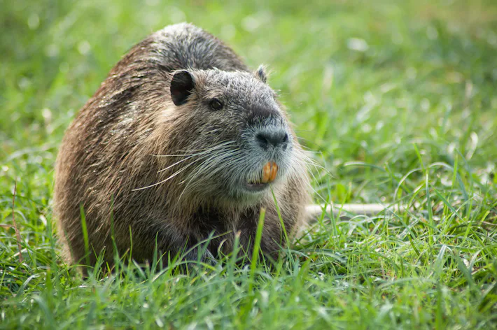 9 Truly Bizarre Ways To Stop Nutria The 20 pound Rodents Eating California 9 Truly Bizarre Ways To Stop Nutria The 20 pound Rodents Eating California