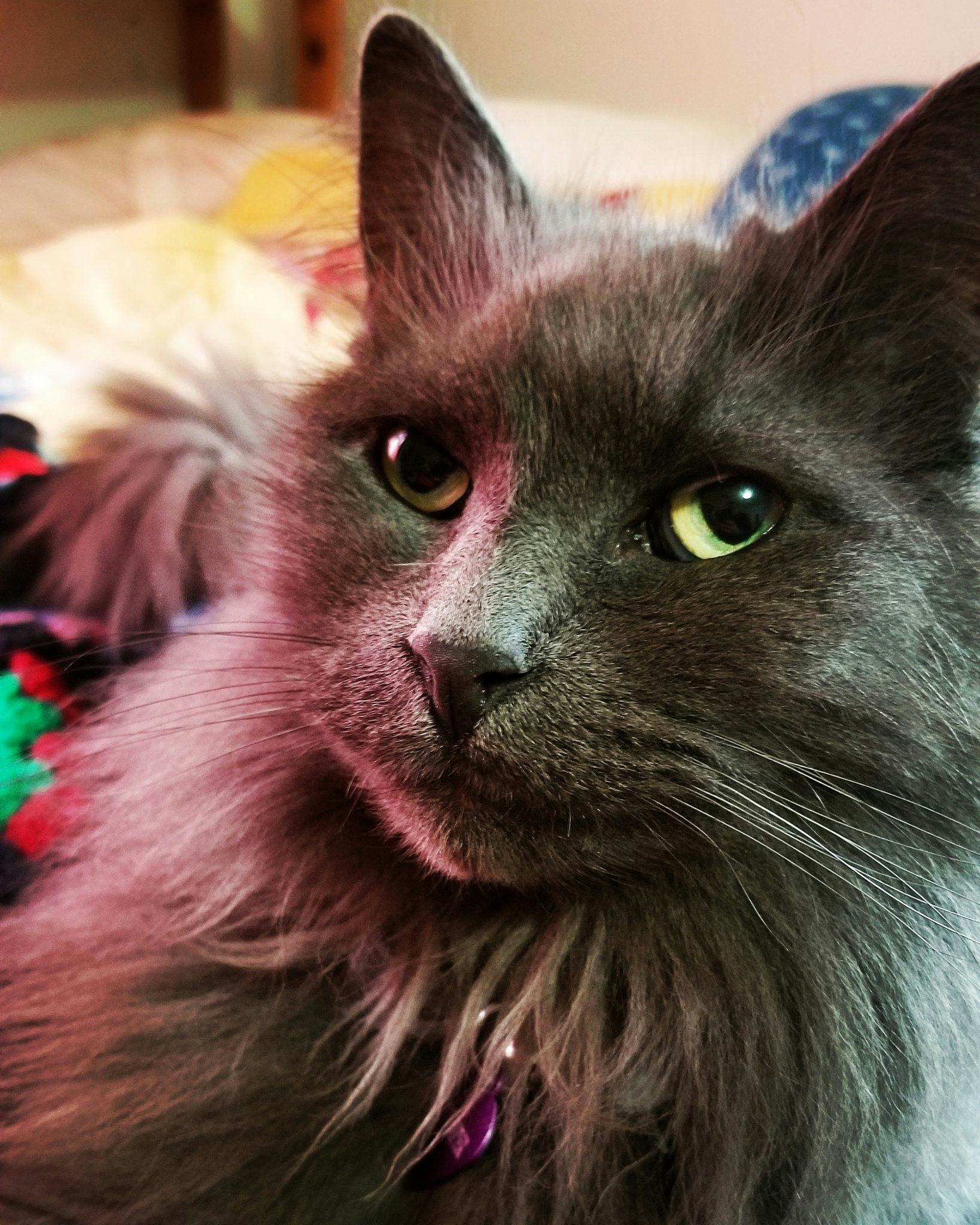 Why People Purr at Their Cats, According to a New Study