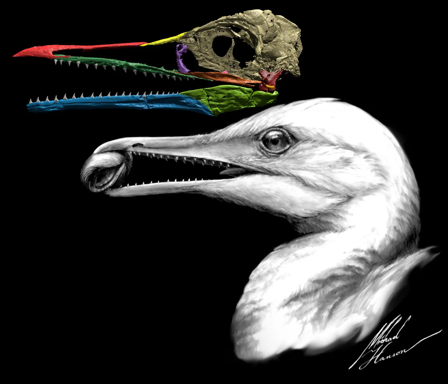 This Ancient Bird's Toothy Beak Bridged the Gap Between Bird and Dinosaur