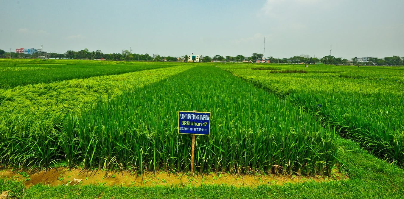 Saline Belt: Why Salt Is Destroying the Farming Industry