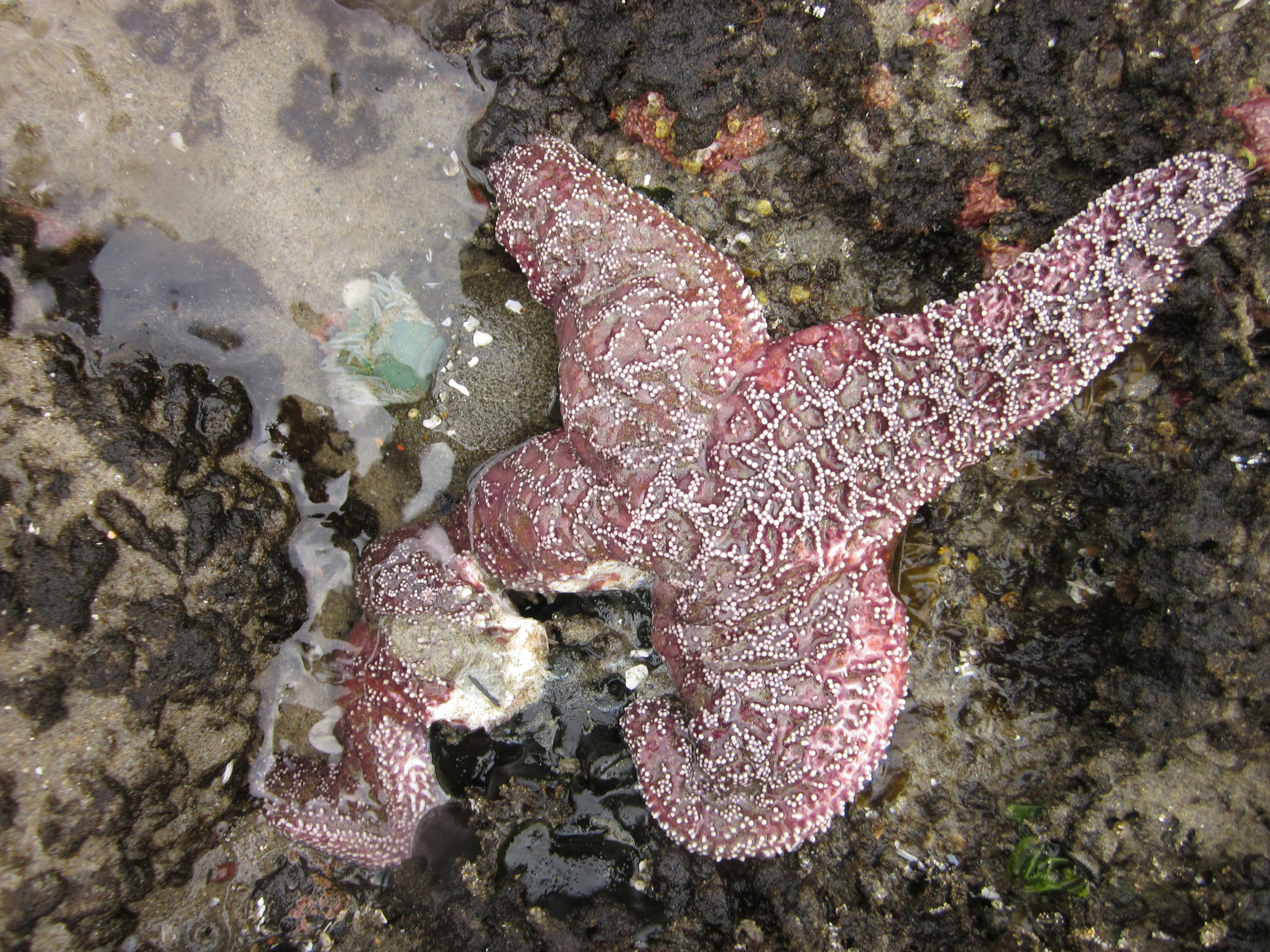 Time-Lapse Video Shows How a “Wasted” Sea Star’s Arm Dissolves Over an Hour