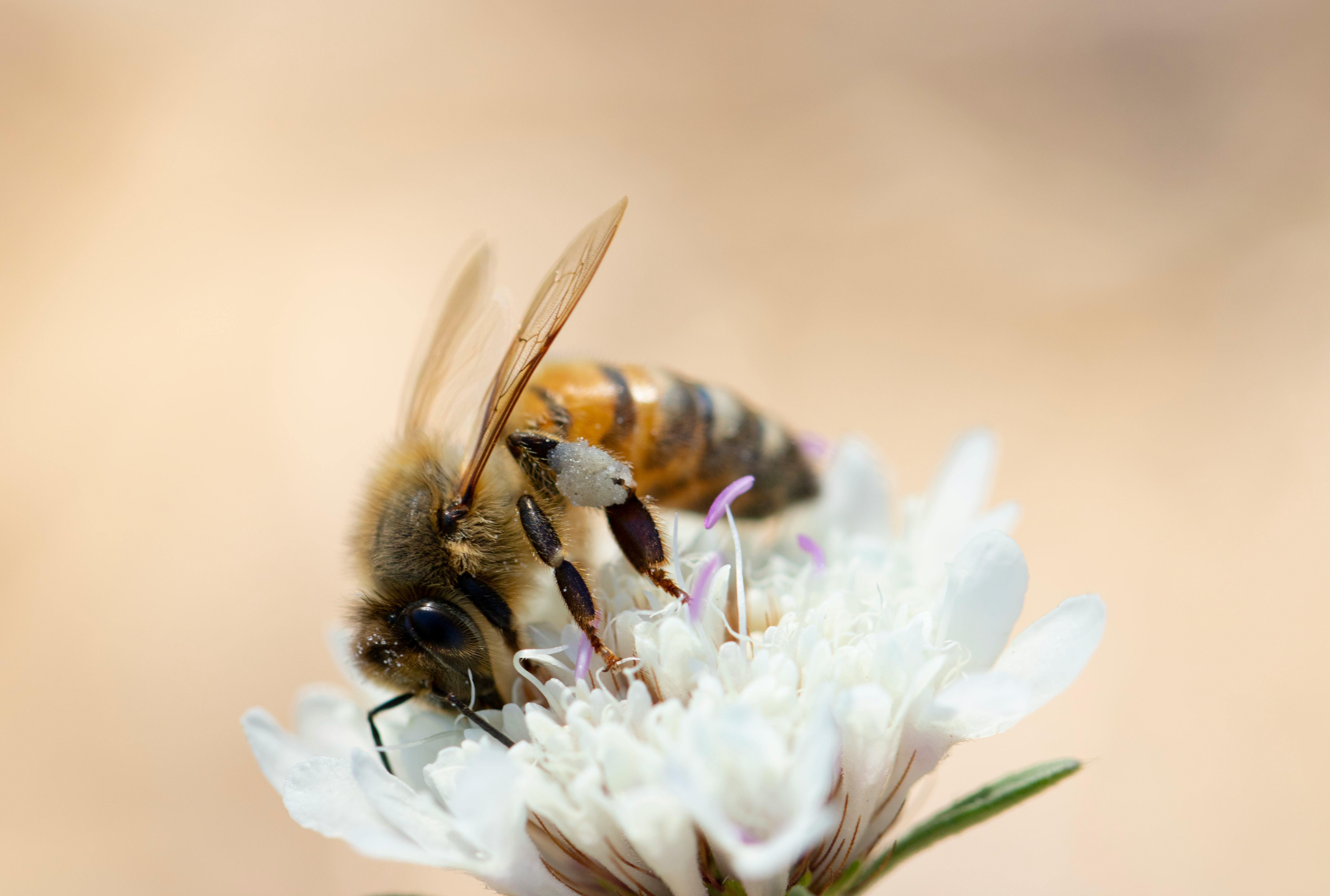 Bee Science: Urban Hives Can Be Used as Indicators of Pollution Levels