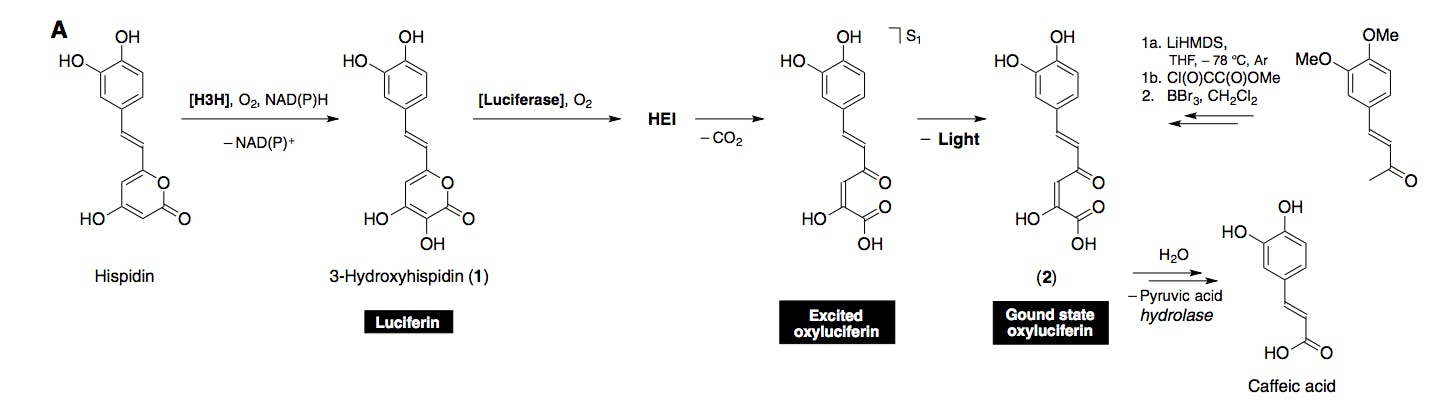 Scientists Figured Out the Secret of Glow-in-the-Dark Mushrooms