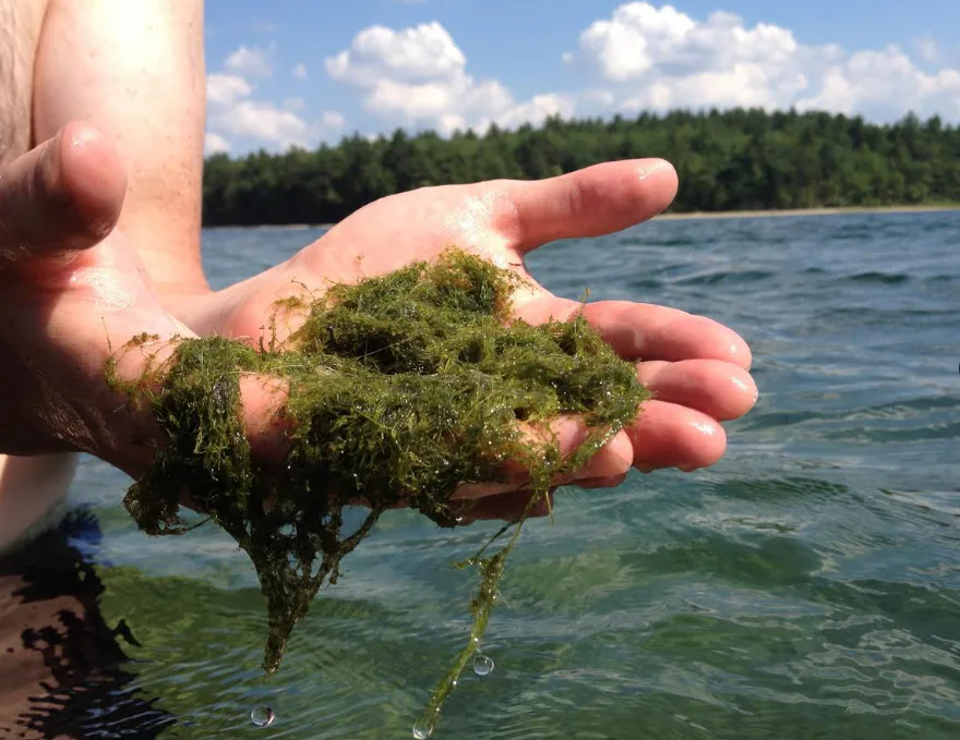 Thoreau's Beloved Walden Pond is Being Destroyed by Urinating Swimmers