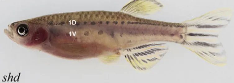 Why Do Zebrafish Have Stripes? A Math Model Explains the Pattern