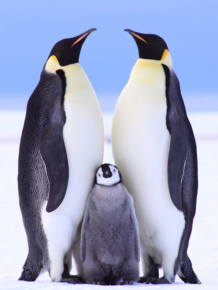 Fasting Emperor Penguins Know The Importance Of Snacks In Brisk Weather fasting-emperor-penguins-know-the-importance-of-snacks-in-brisk-weather