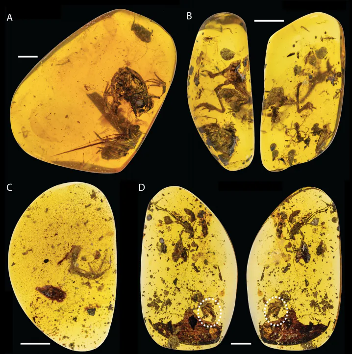 Tiny Rain Forest Frogs Trapped in Amber Are World's Oldest, Scientists Say
