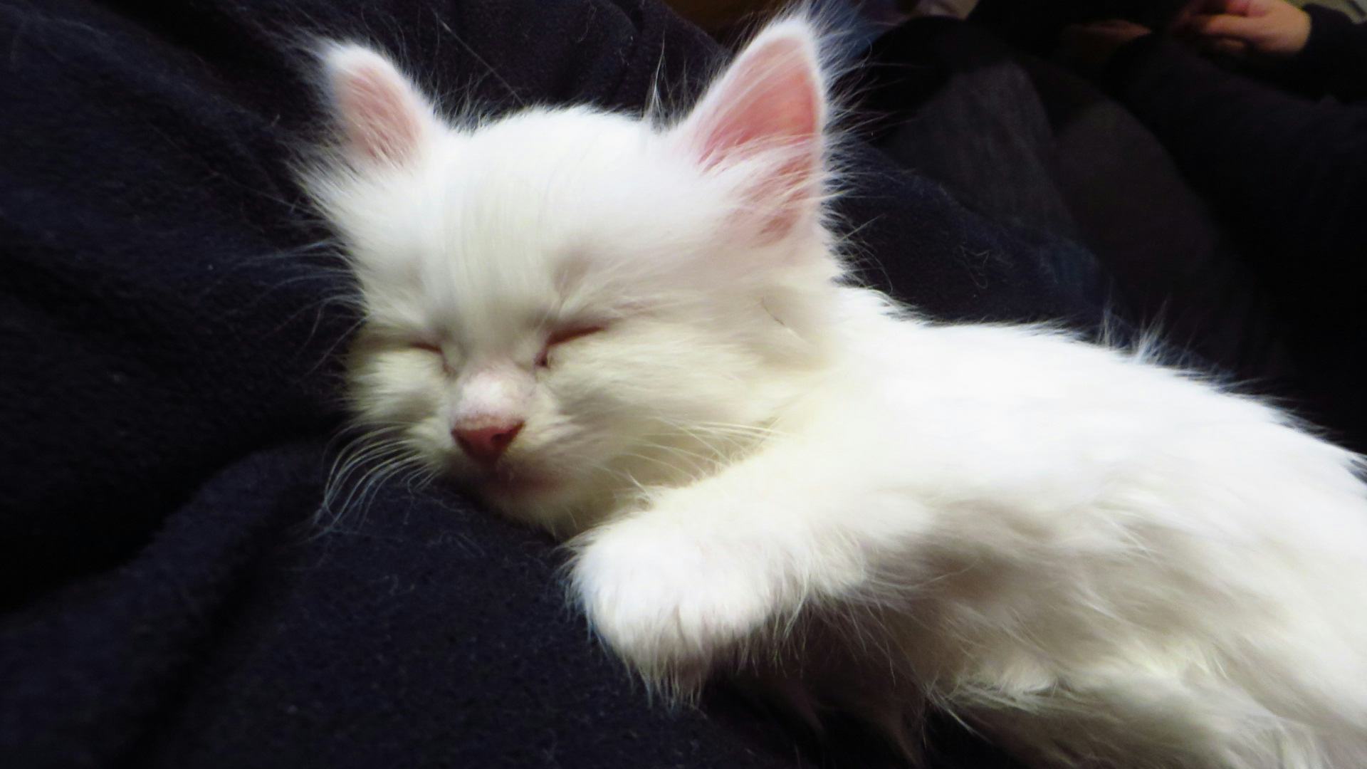 How to Pick Up a Cat, According to Science