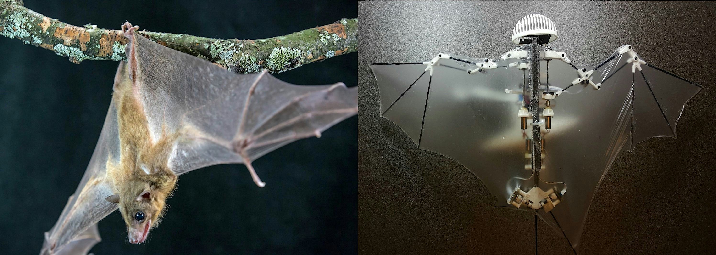Researchers Develop a "Bat Bot" That's the "Holy Grail of Aerial Robotics"