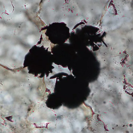 Newly Unearthed Canadian Fossils Are Earth's Oldest Signs of Life