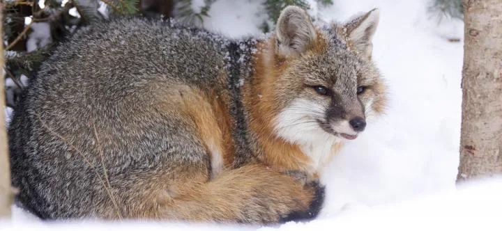 Canine Distemper Virus: New Strain Discovered in New England Wildlife
