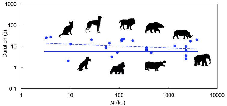 The Physics of Poop, Helpfully Explained by Elephants