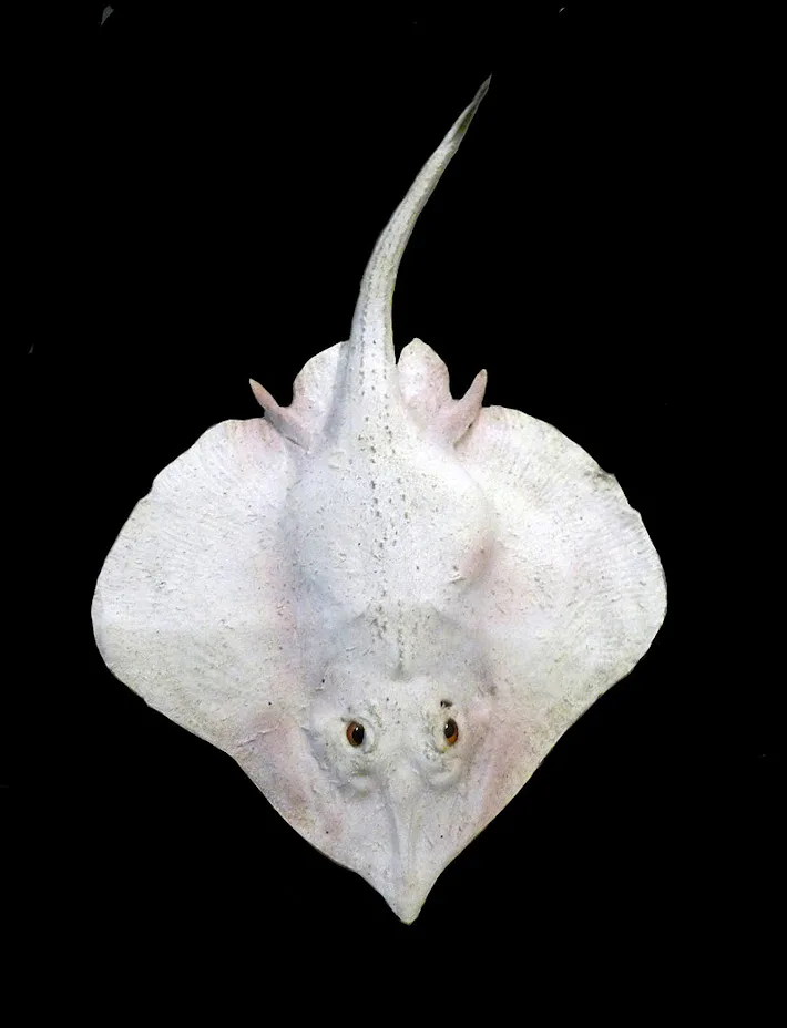 Eggs Discovered By Hydrothermal Vents 10 000 Feet Under The Sea