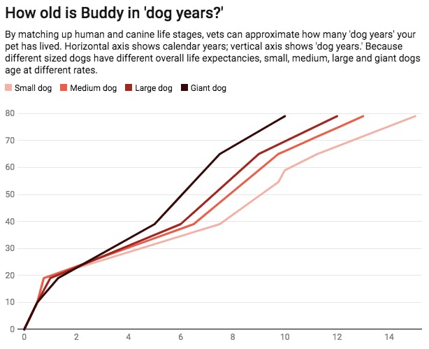 Dog Years: A Veterinarian Explains How Old Your Pet Really Is
