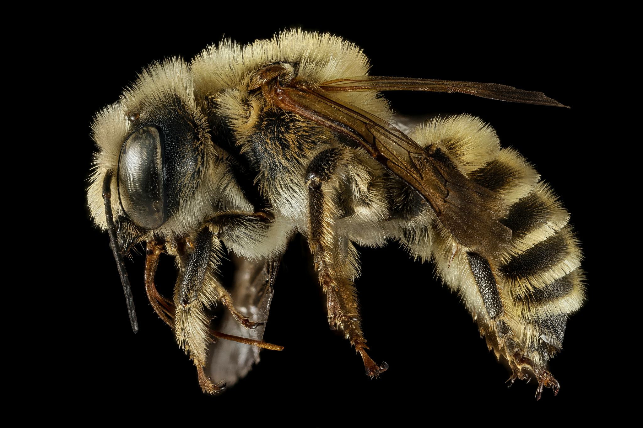 Here Are the Most Beautiful Macro Pictures of Bees You've Ever Seen
