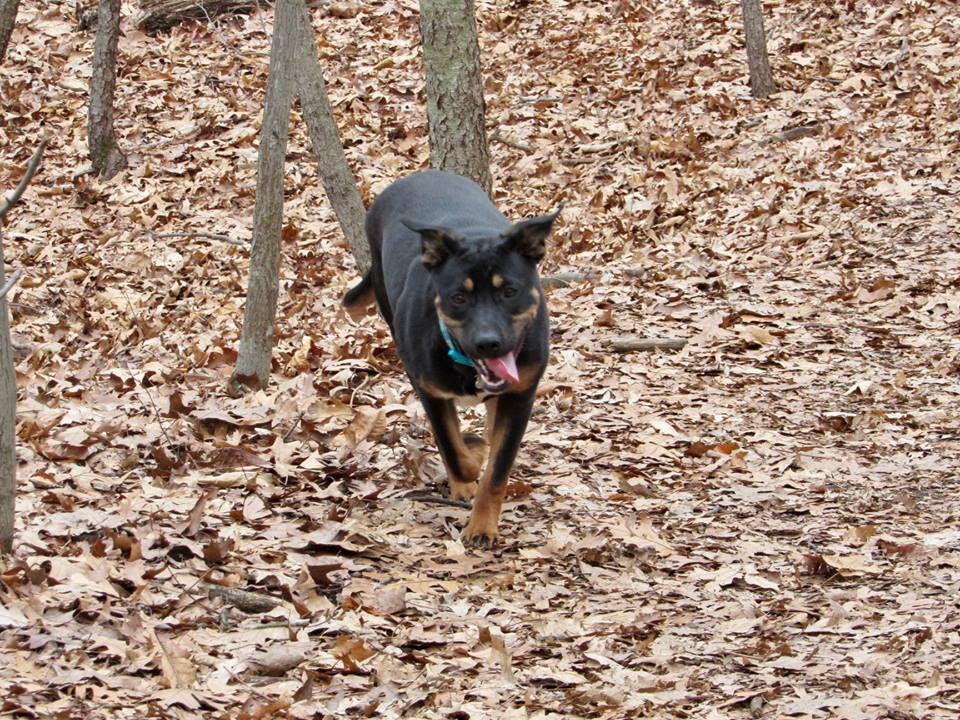 Why Dog-Walking Is Good for Humans, Too, According to an Animal Behaviorist