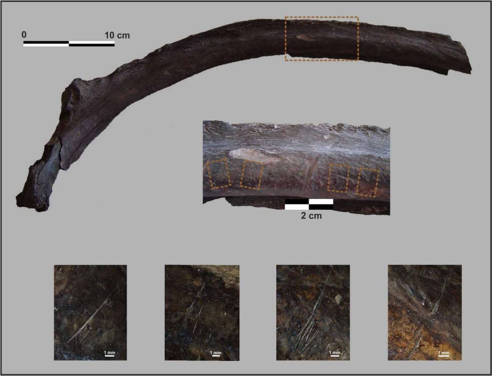 Giant Ground Sloth: 12,600-Year-Old Bones Reveal Humans' Role in Extinction
