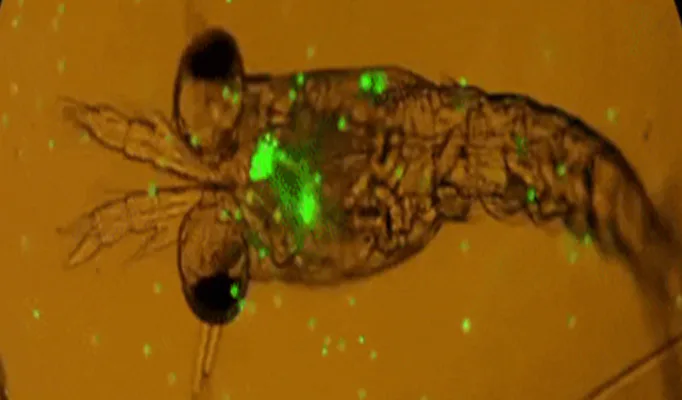 Microplastics in Seafood: Human Poop Reveals How Bad the Problem Has Become