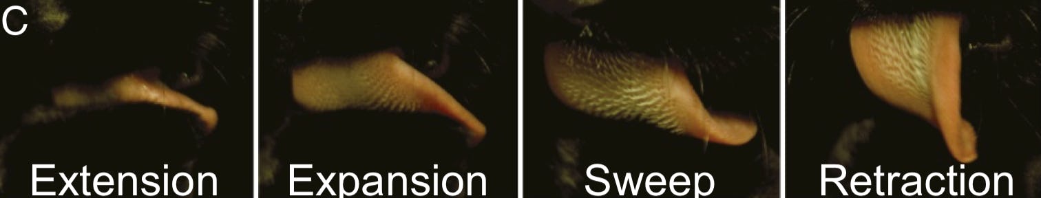 High-Speed Video of Cat Tongues Yields Another Reason Why They're Superior