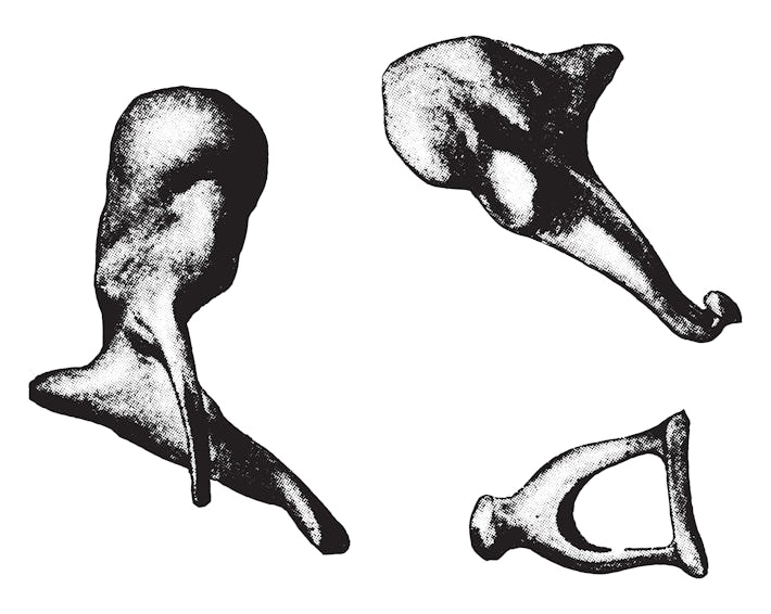 6 truly bizarre facts about the human skeleton