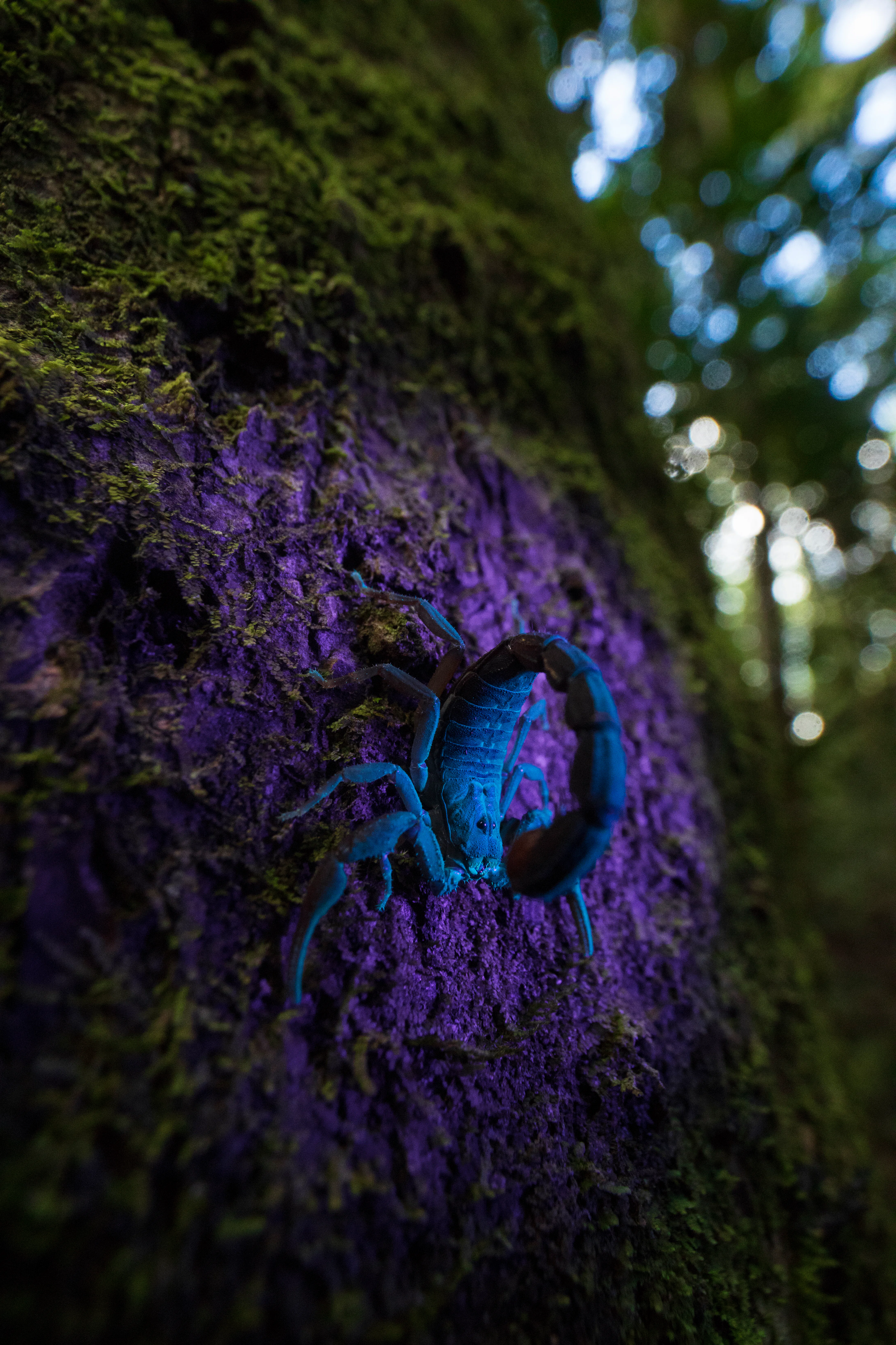 These 6 images capture some of the stunning diversity of life on Earth