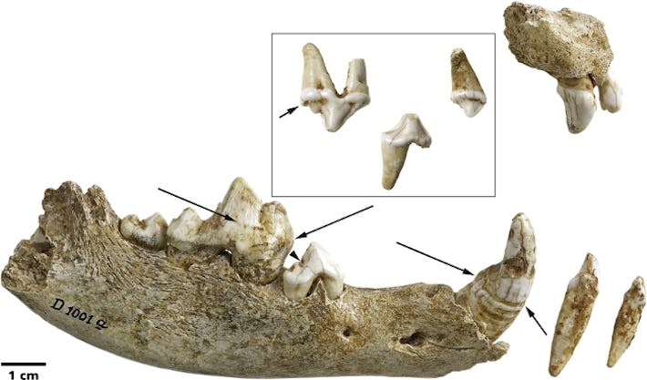 Dog Fossils Reveal Long, Deep Relationship Between Humans and Canines