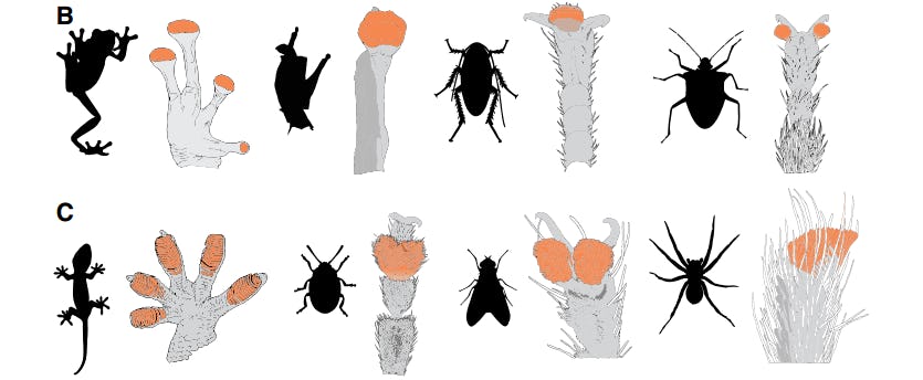 Scientists Confirm: You Can’t Become Spider-Man