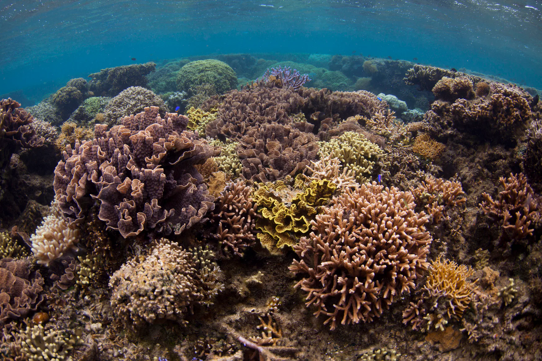 Hungry fish in certain areas protect sensitive coral against bleaching