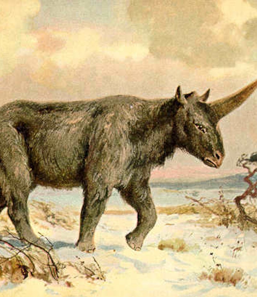 The Siberian Unicorn Isn t A Unicorn And It Has Nothing To Do With Folklore the-siberian-unicorn-isn-t-a-unicorn-and-it-has-nothing-to-do-with-folklore