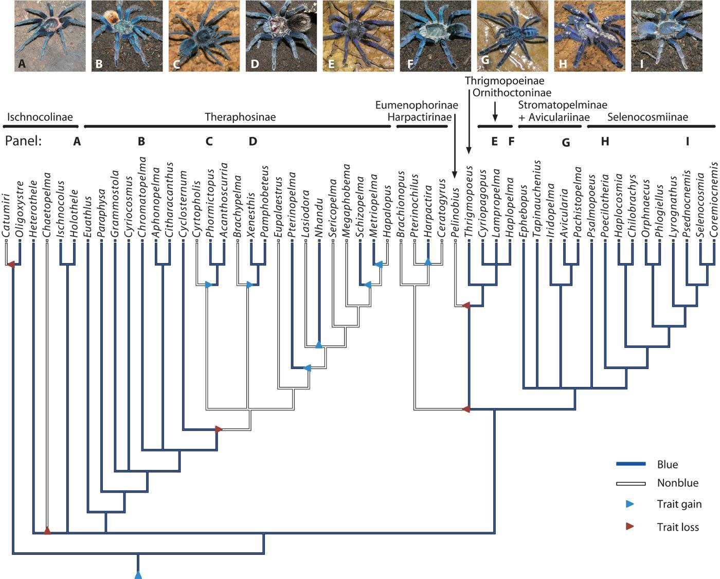 Punk Rock Tarantulas' Brilliant Blue Hair Stumps Scientists