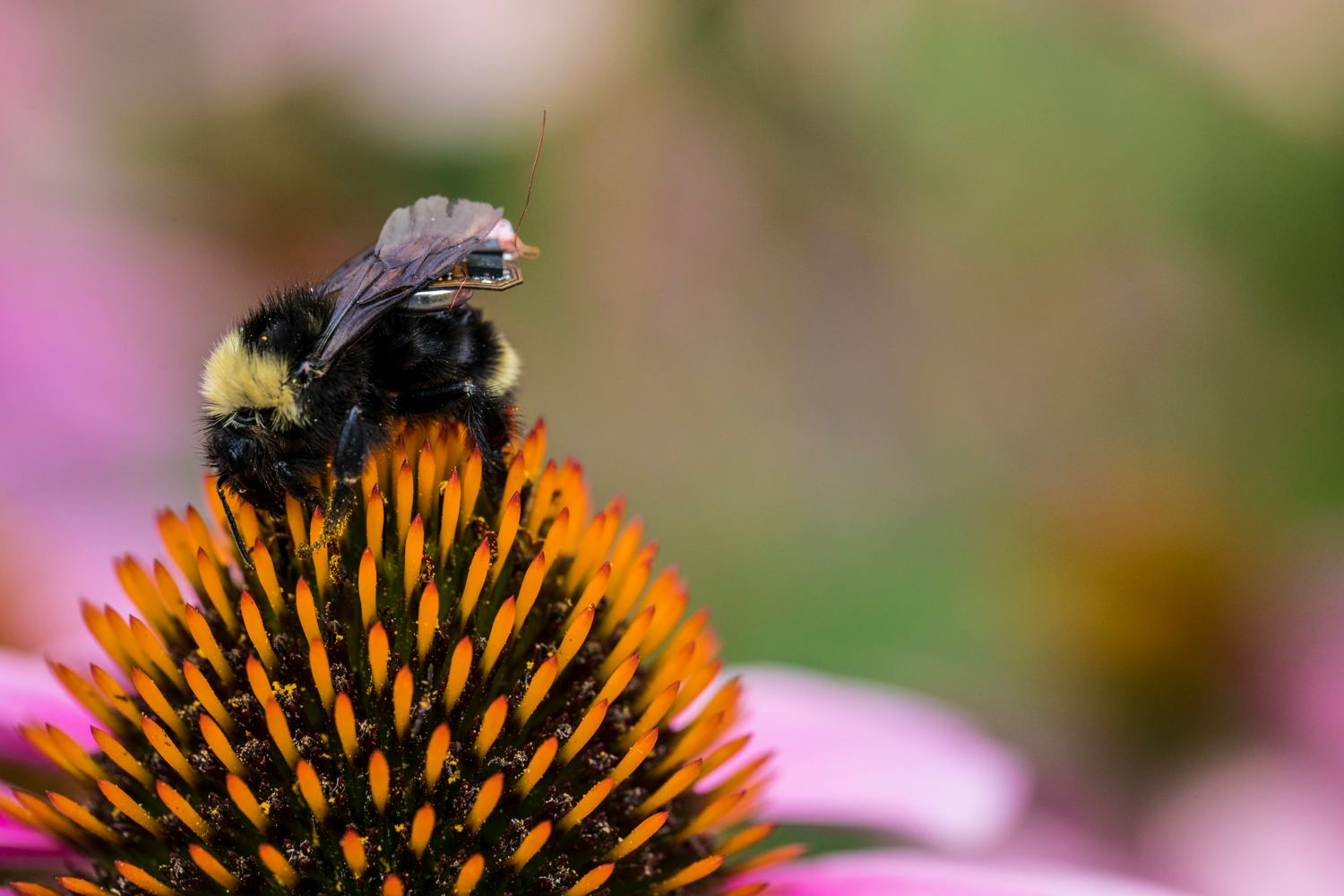 How Cute, Sensor-Filled Backpacks for Bees Can Help Feed the Planet: Video