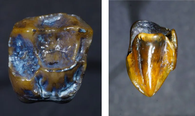 9.7 Million-Year-Old Teeth Found in Germany Could Reshape Human History