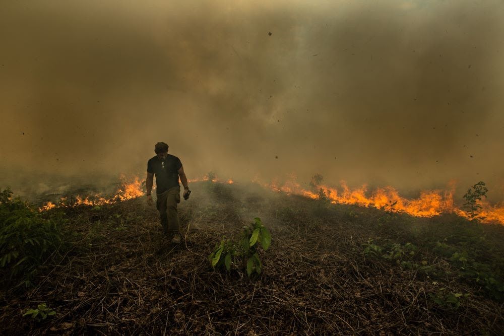 Amazon Rainforest Fires: Three Ways People Can Help, Even From Far Away