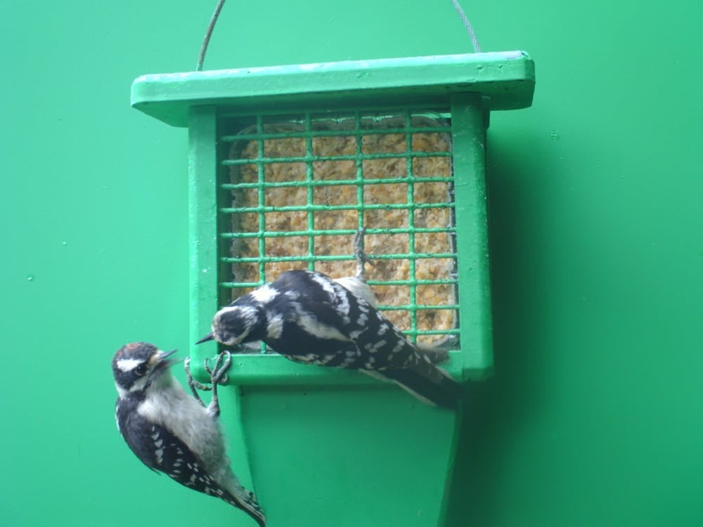 What Happens When Facial Recognition Is Used on Birds? Science Explains