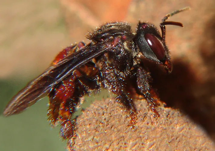 Bees That Happily Feast on Human Tears Are More Common Than You Might Think