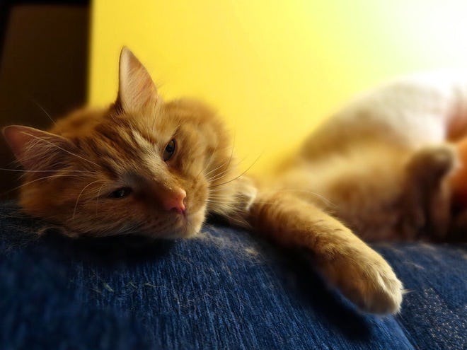 Sleep Is Overrated: Eight Hours a Night Might Be Too Much