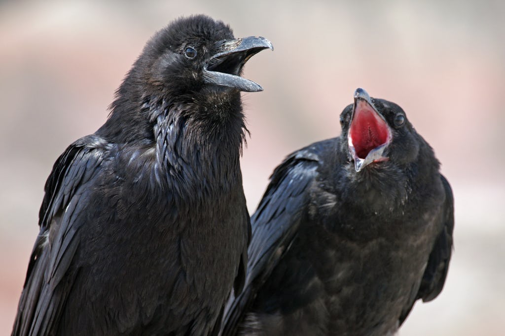 'Raven Epidemic' Forces Scientists to Resort to Firing Lasers