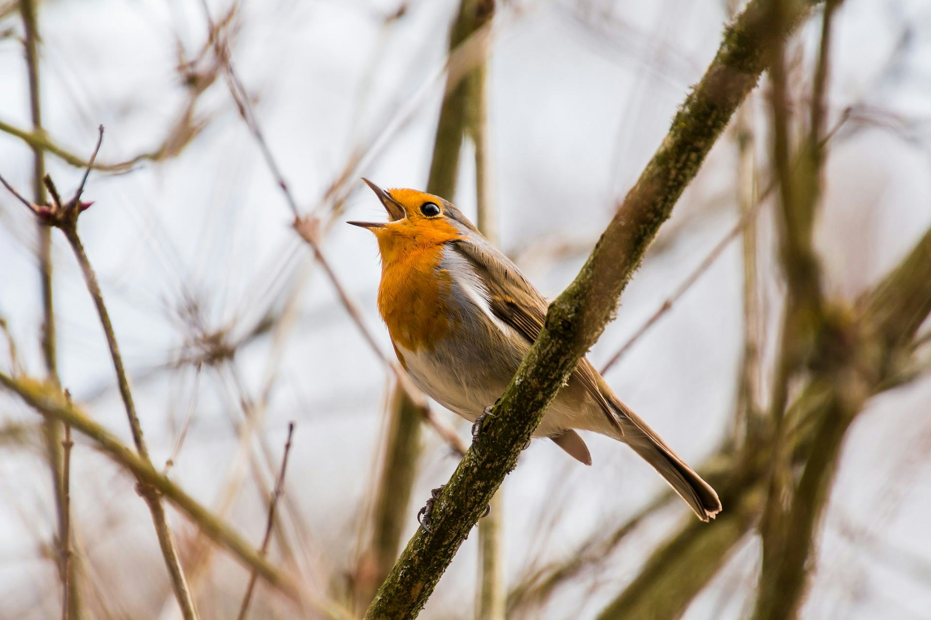 Bird Science: A common Conception About a Bird's Song Upended in New Study