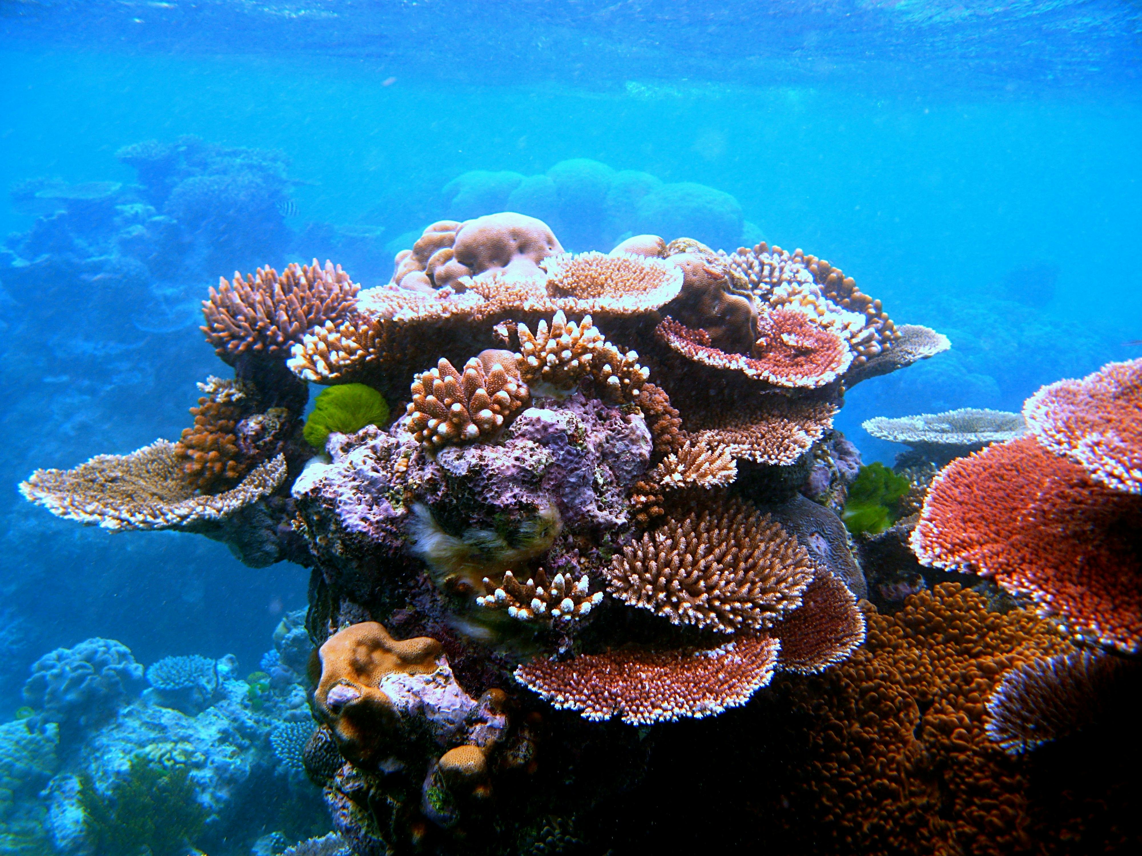 "Coral IVF" Could Save Dying Great Barrier Reef, Pilot Study Shows