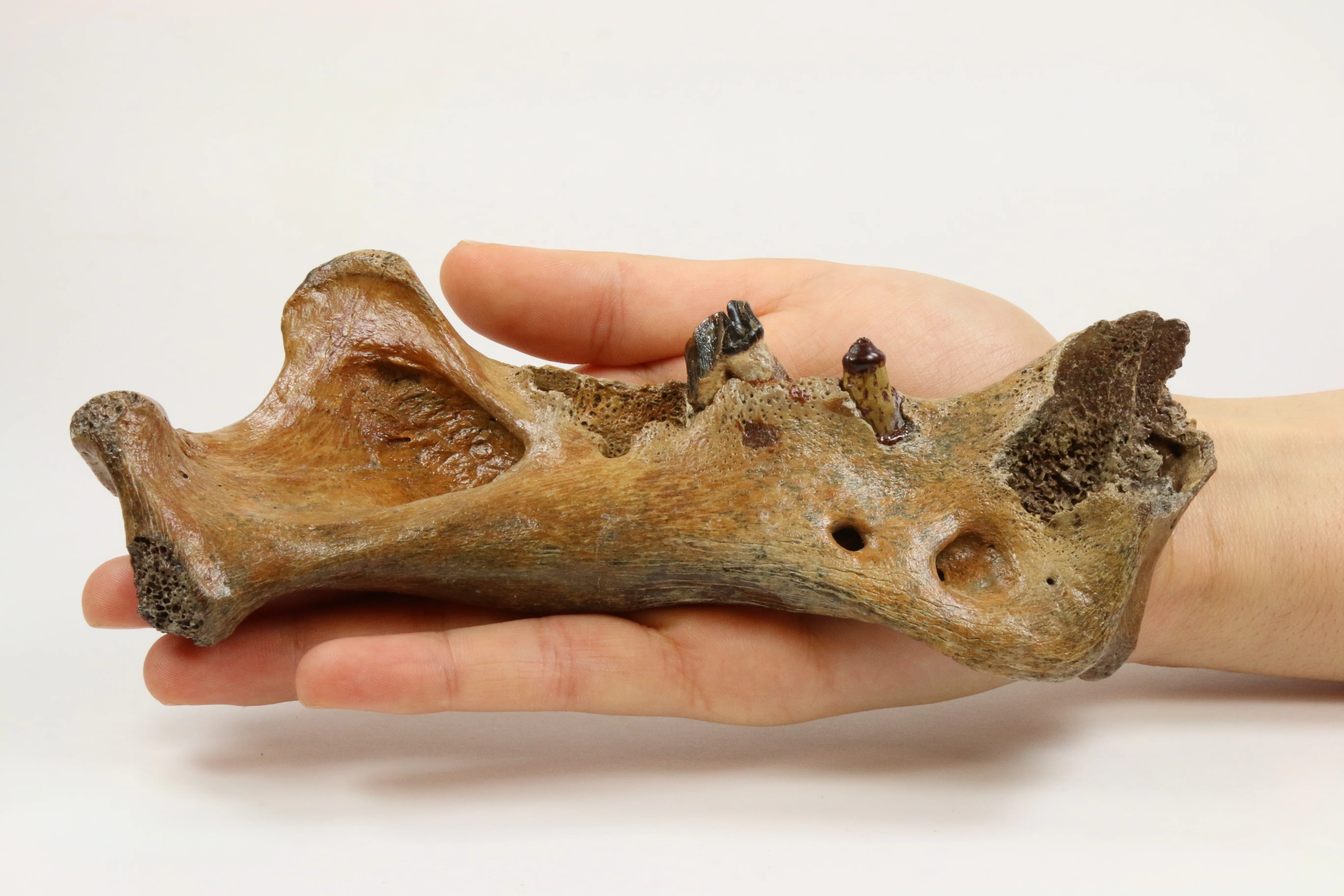 Ancient DNA Connects Saber-Toothed Tigers and House Cats