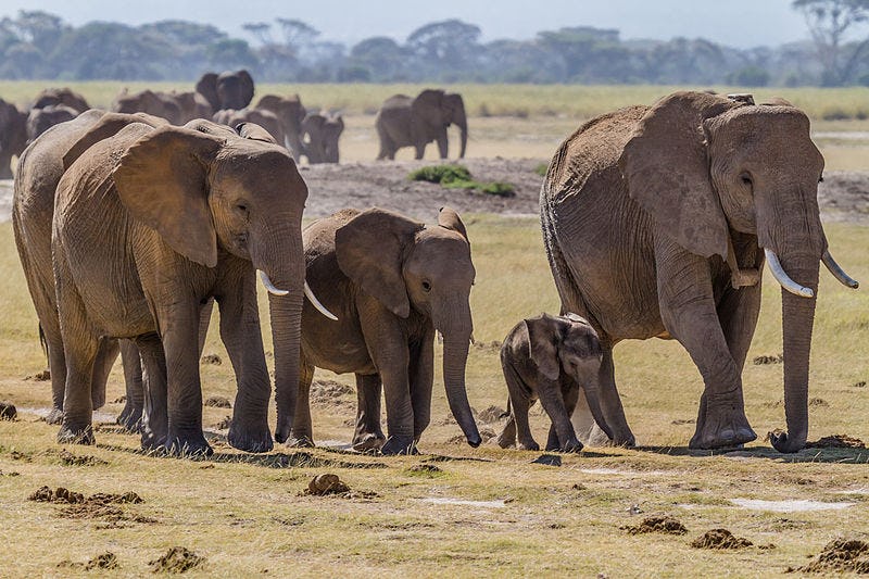 Why Don't Elephants Get Cancer? New Study Reveals 3 Crucial Genes