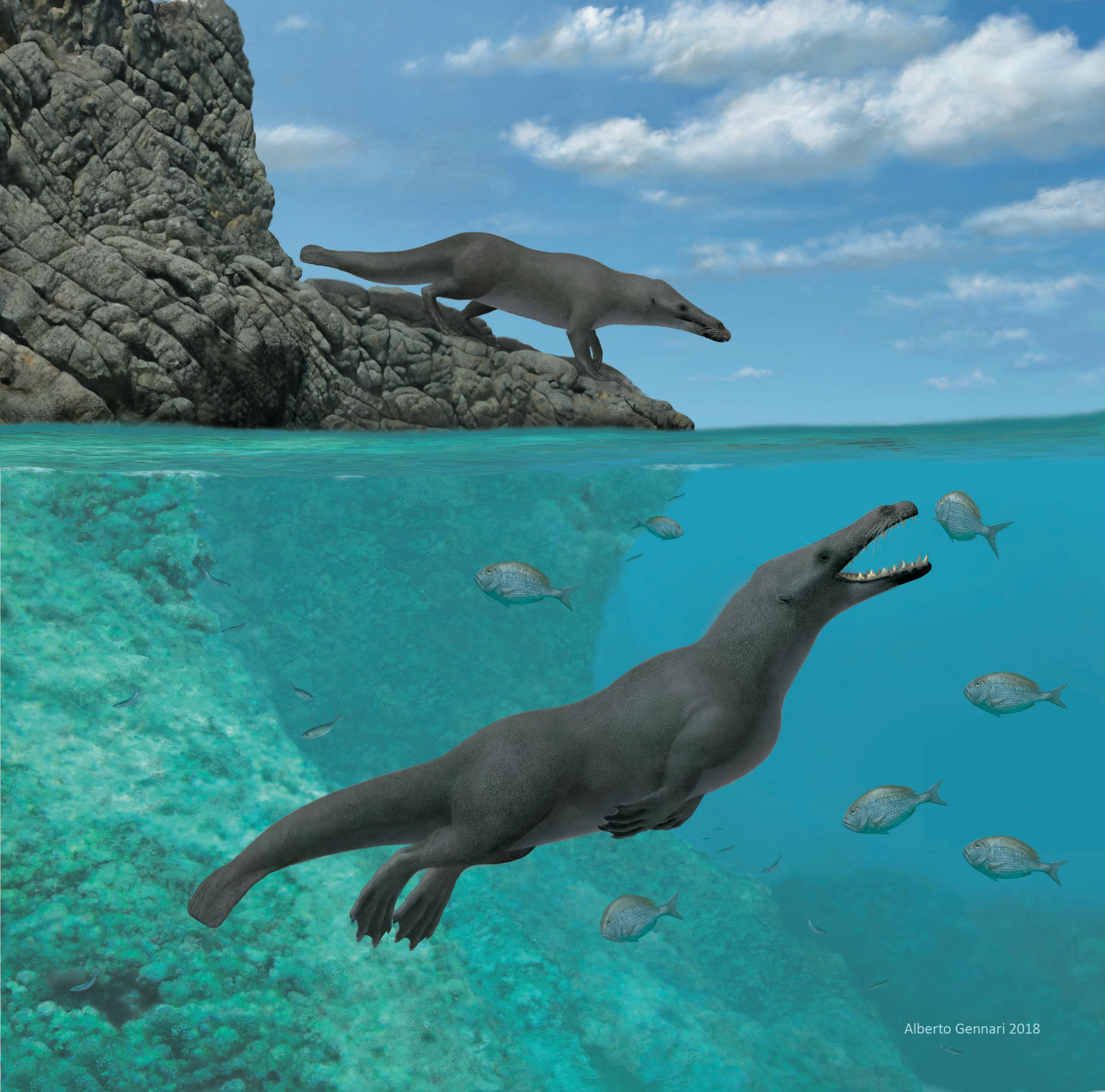 Along the Coast of Peru, Scientists Discover an Ancient Whale With 4 Legs