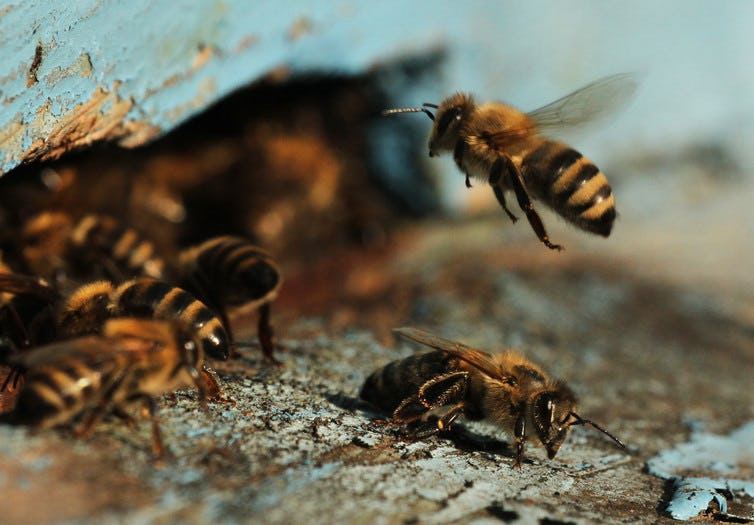Bees Understand the Abstract Math Concept of Zero, New Study Shows
