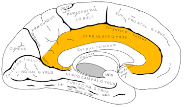 Brain Scans Reveal Meditation's Surprising Effects on Pain