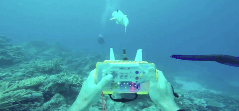 This MIT-Made Robot Fish Will Study the World's Fragile Coral Reefs