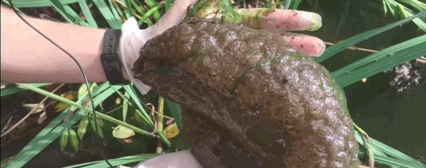 Mysterious Wet Blobs Found in Canada Are Ancient Animals