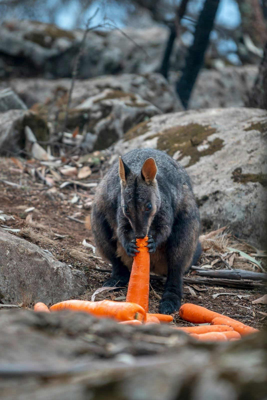 Operation Rock Wallaby: Photos show Australians 'food bombing' bush animals