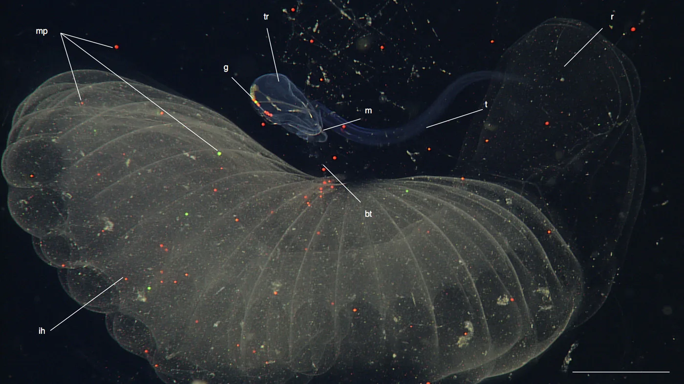 Giant Larvaceans Could Help Clean Up the Great Garbage Patch Mess